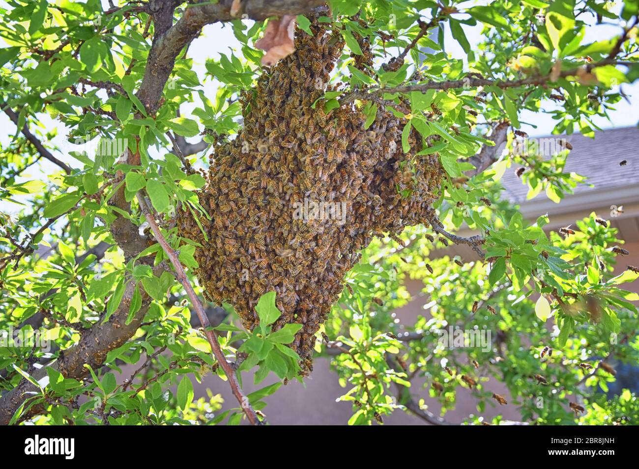 Swarm of Honey Bees, a eusocial flying insect within the genus Apis ...
