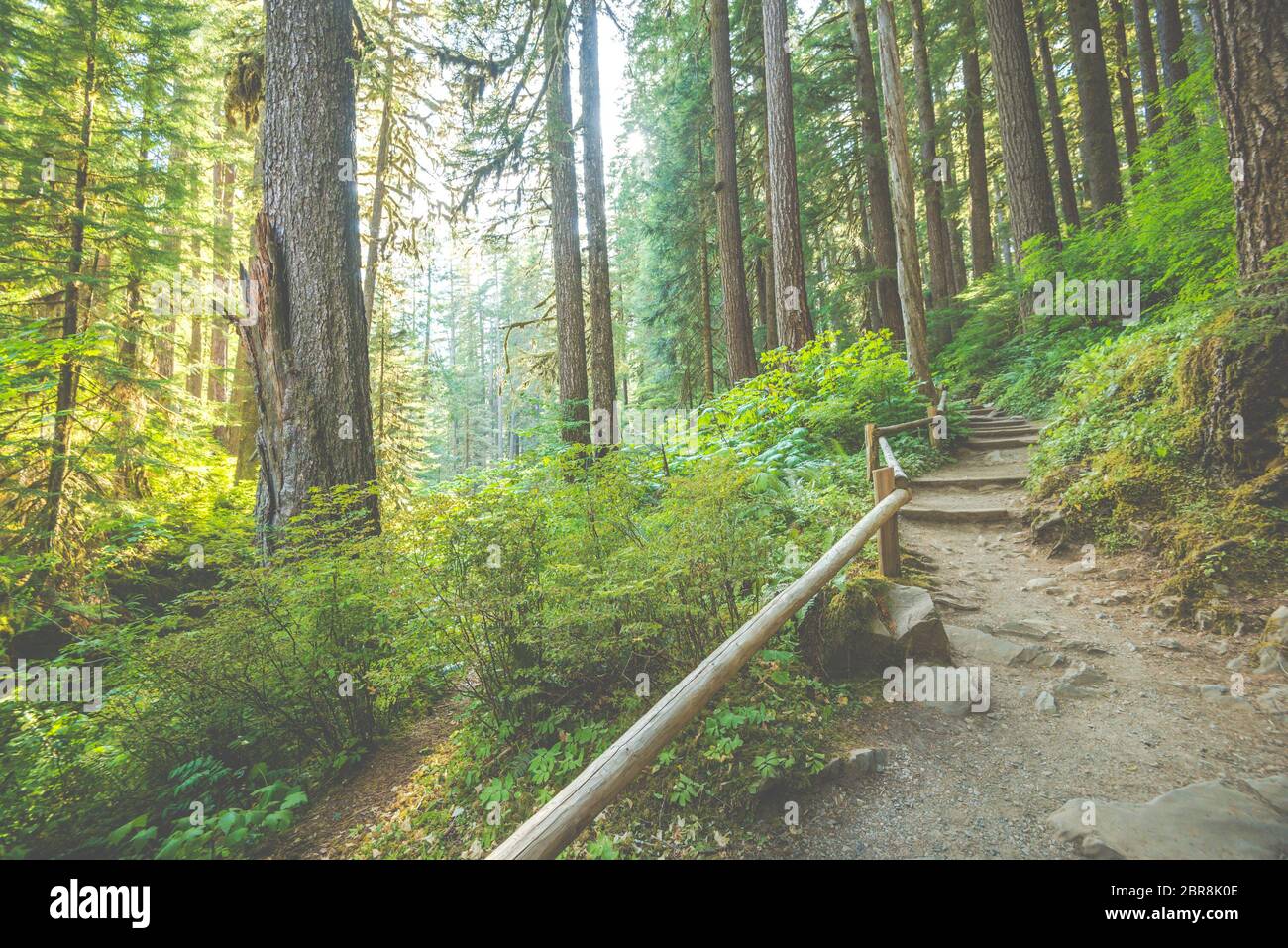 scenic view of path way in the forest with sun light Stock Photo - Alamy