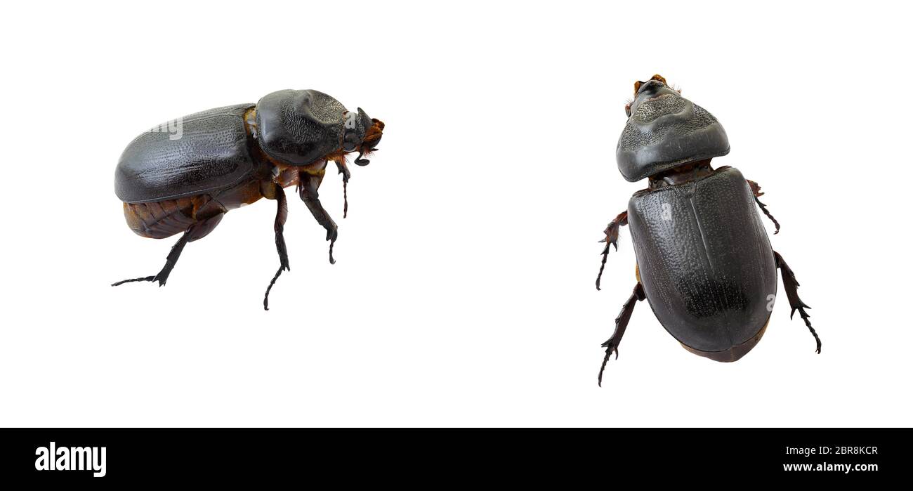 Black small beetle isolated on white background Stock Photo - Alamy