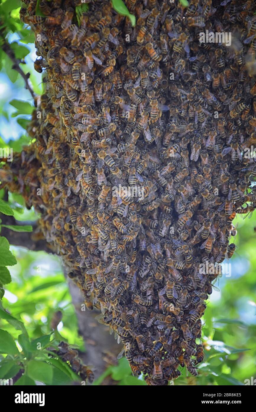 Swarm of Honey Bees, a eusocial flying insect within the genus Apis ...