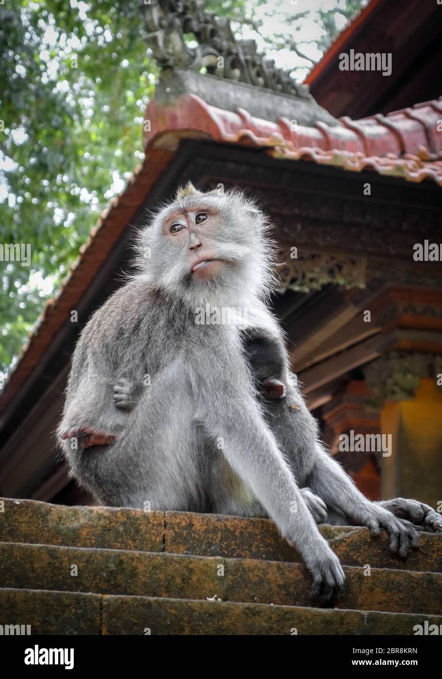 Monkeys on a temple roof in the sacred Monkey Forest, Ubud, Bali ...