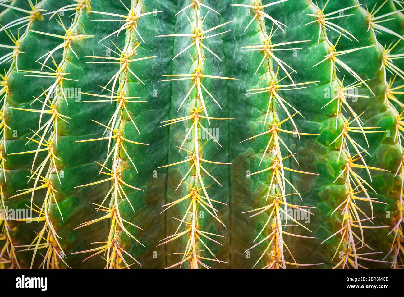 Skin and texture of green cactus plant background Stock Photo - Alamy
