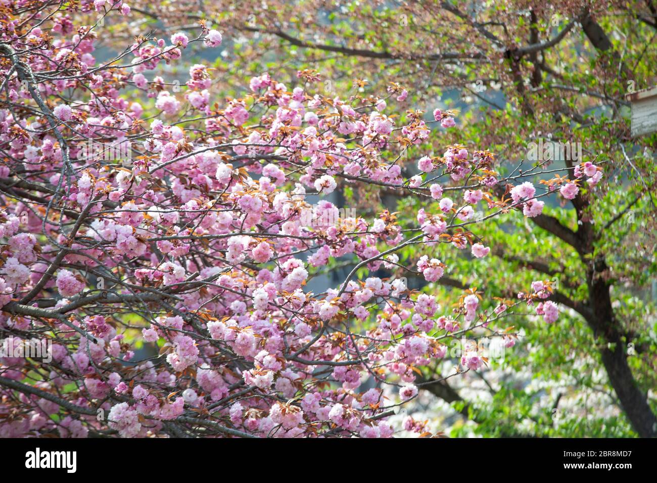 The pink flower and lots of colors sakura trees, Japan Stock Photo - Alamy
