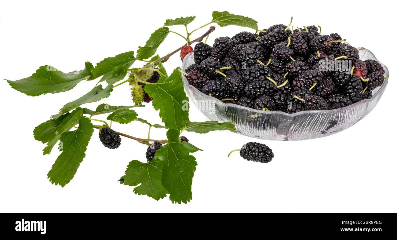 Black mulberries Cut Out Stock Images & Pictures - Alamy