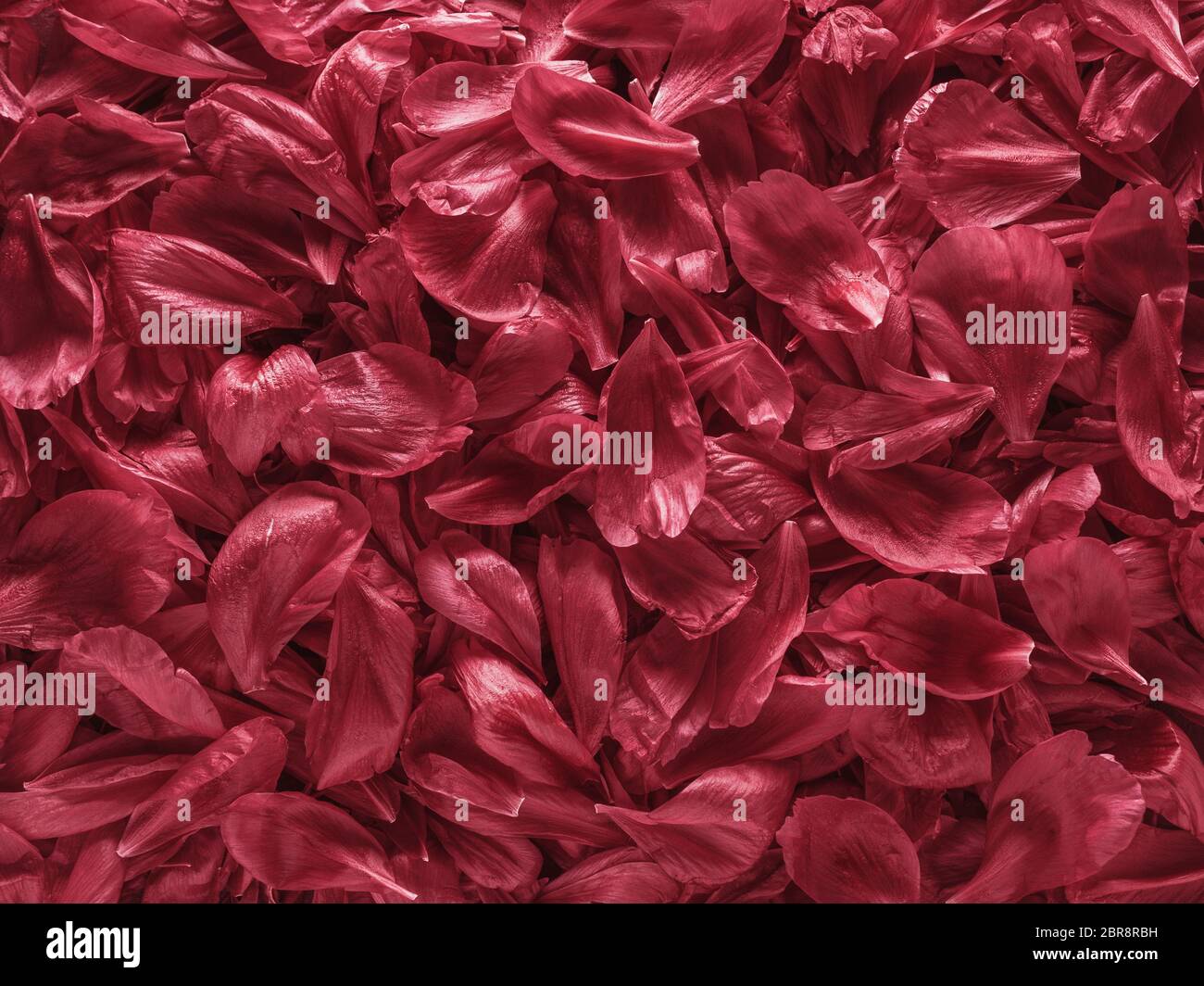Background of red peony petals. Bright saturated red purple peony ...