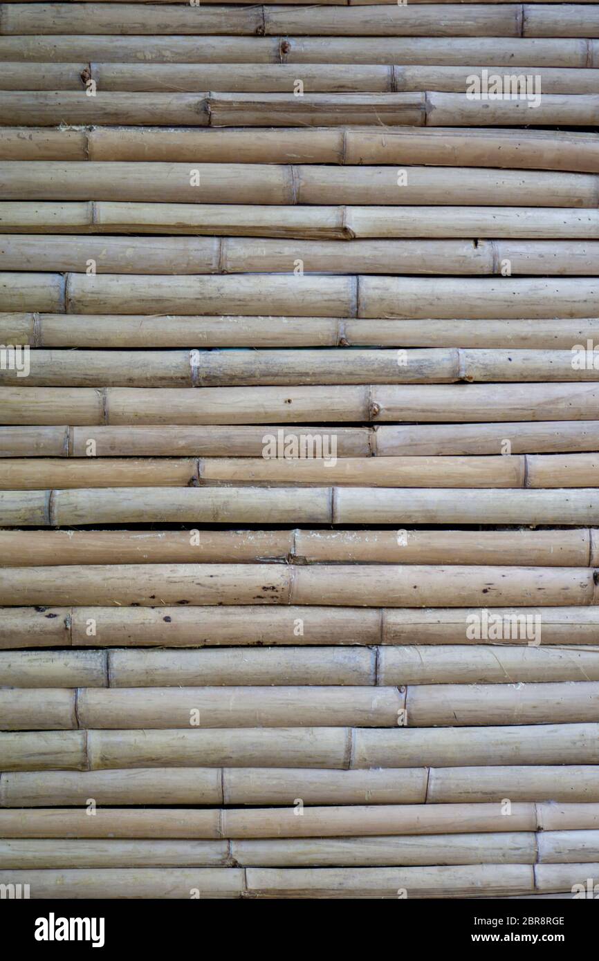Dry bamboo wall. Light brown bamboo in small size, arranged horizontal ...