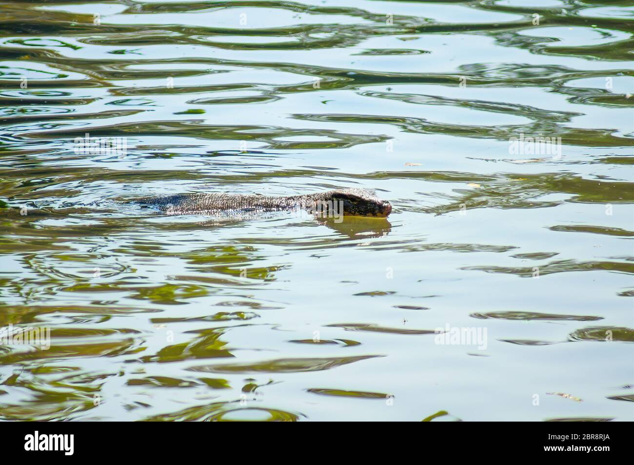 Large Asian water monitor is swimming across the water in the pond ...