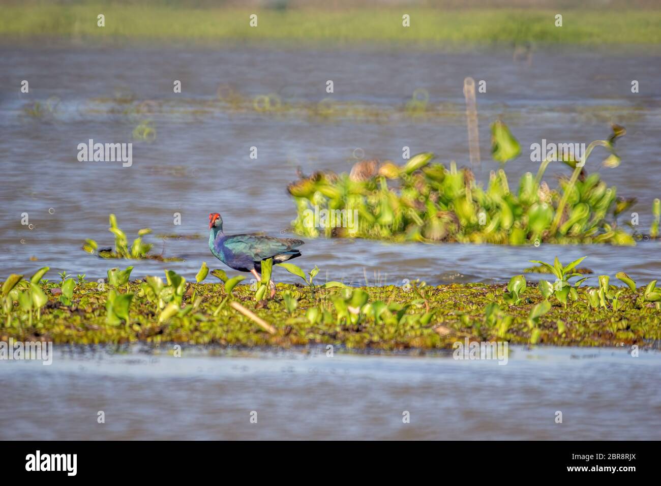 Birds live and swim in freshwater lakes, local birds in the world ...