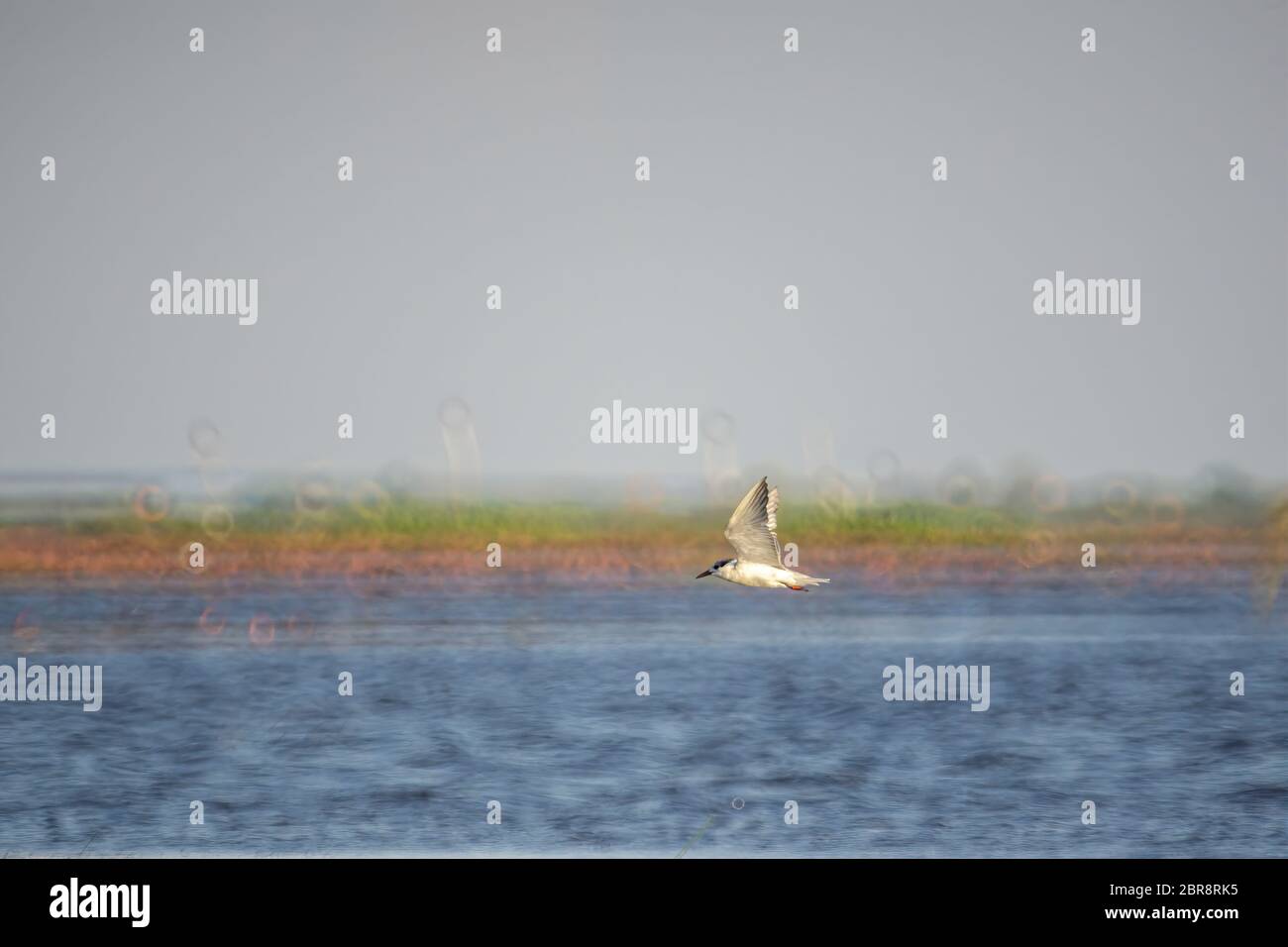 Birds live and fly on lakes, local birds in the world wetlands (Ramsa ...