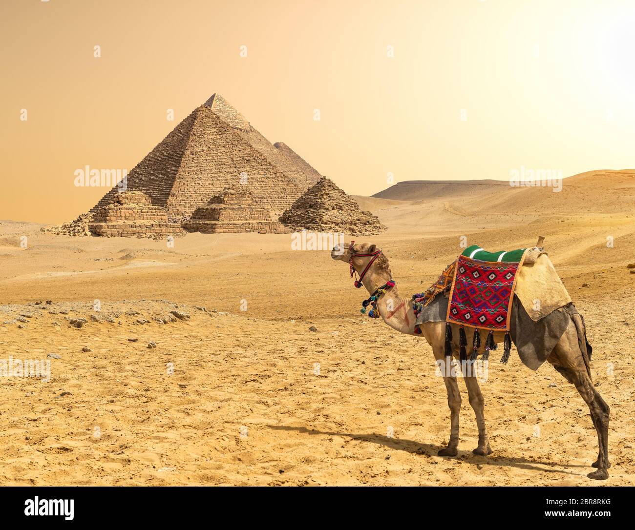 Camel and great pyramids standing in a row in desert of Giza, Egypt ...