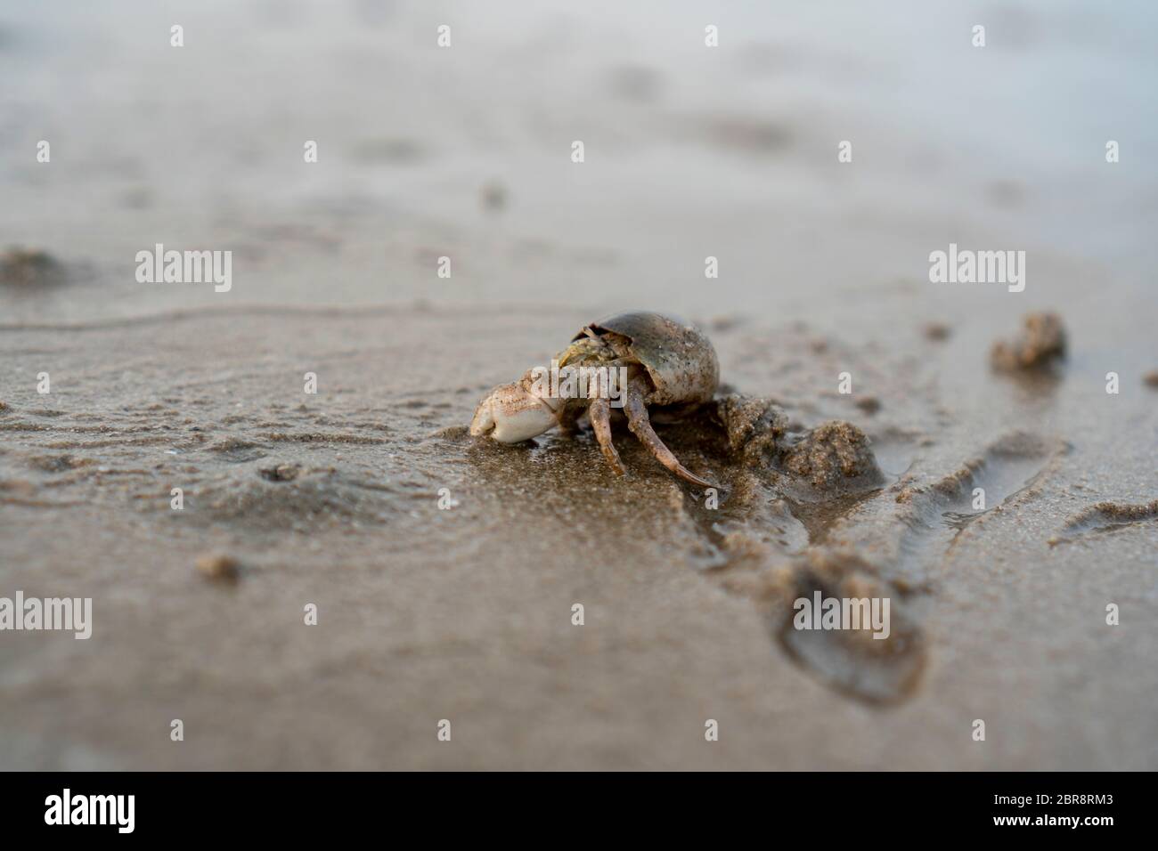 Hermit crabs live on the sand by the sea. Hermit crabs digging sand to ...