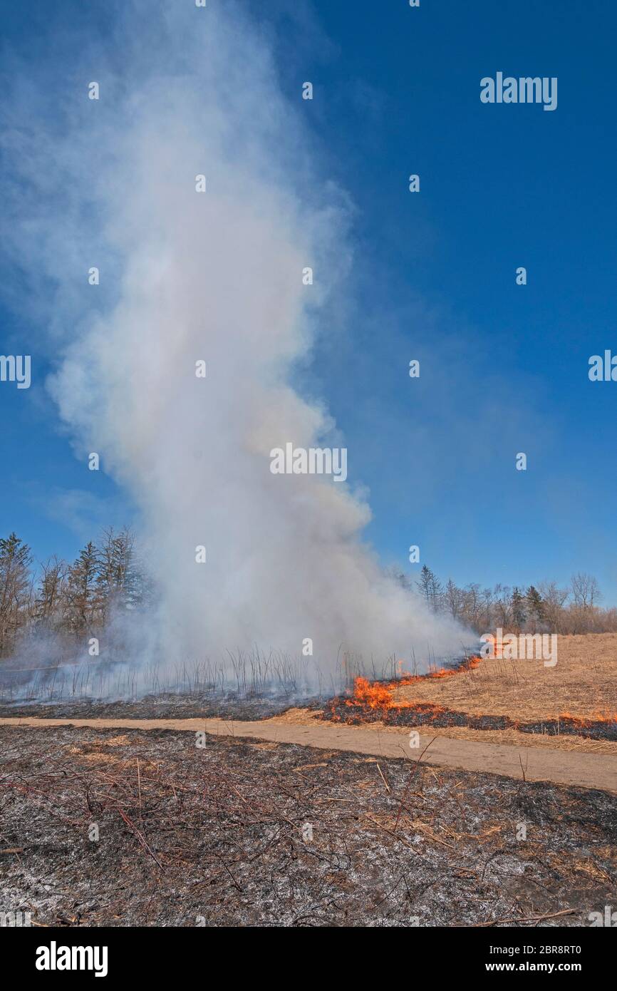 Smoke Tornado in a Controlled Prairie Burn in Spring Valley Nature ...
