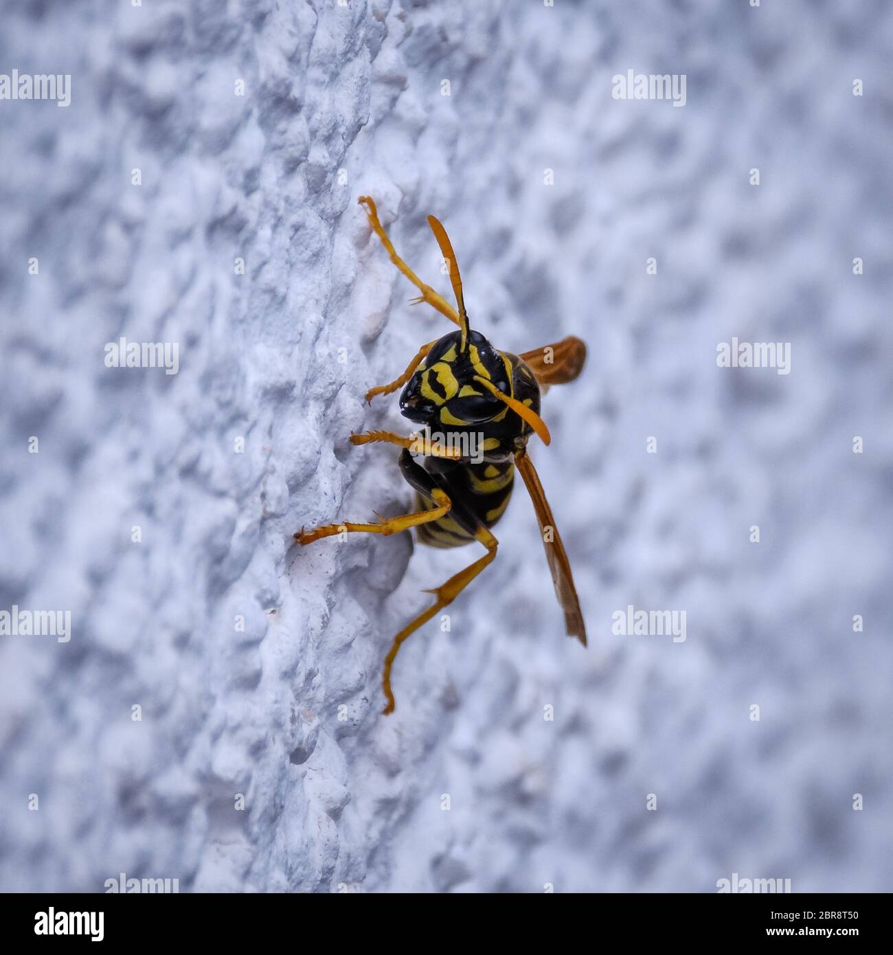 Wasp crawling on white house wall in early summer Stock Photo - Alamy