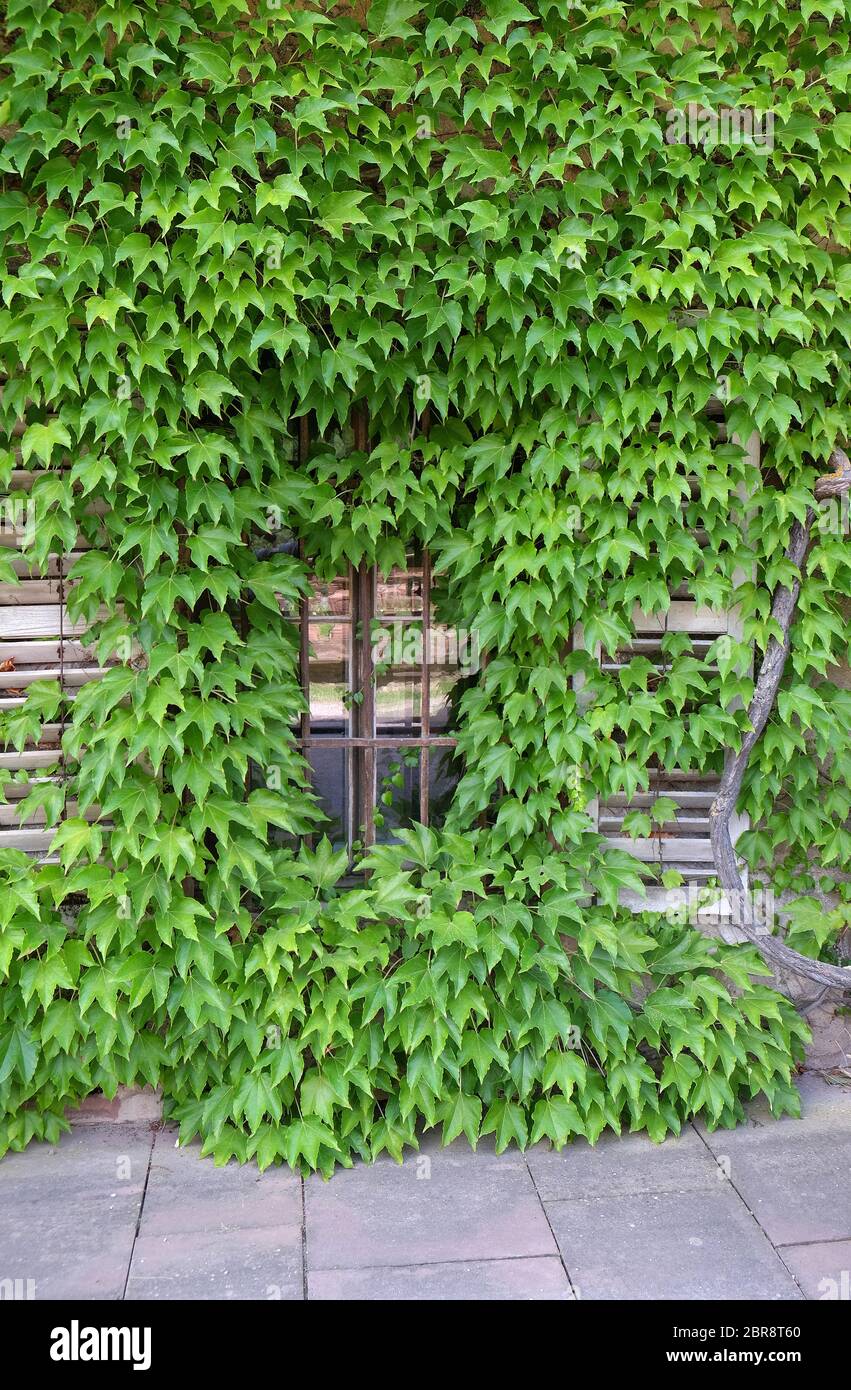 Window in Ivy covered wall Stock Photo - Alamy