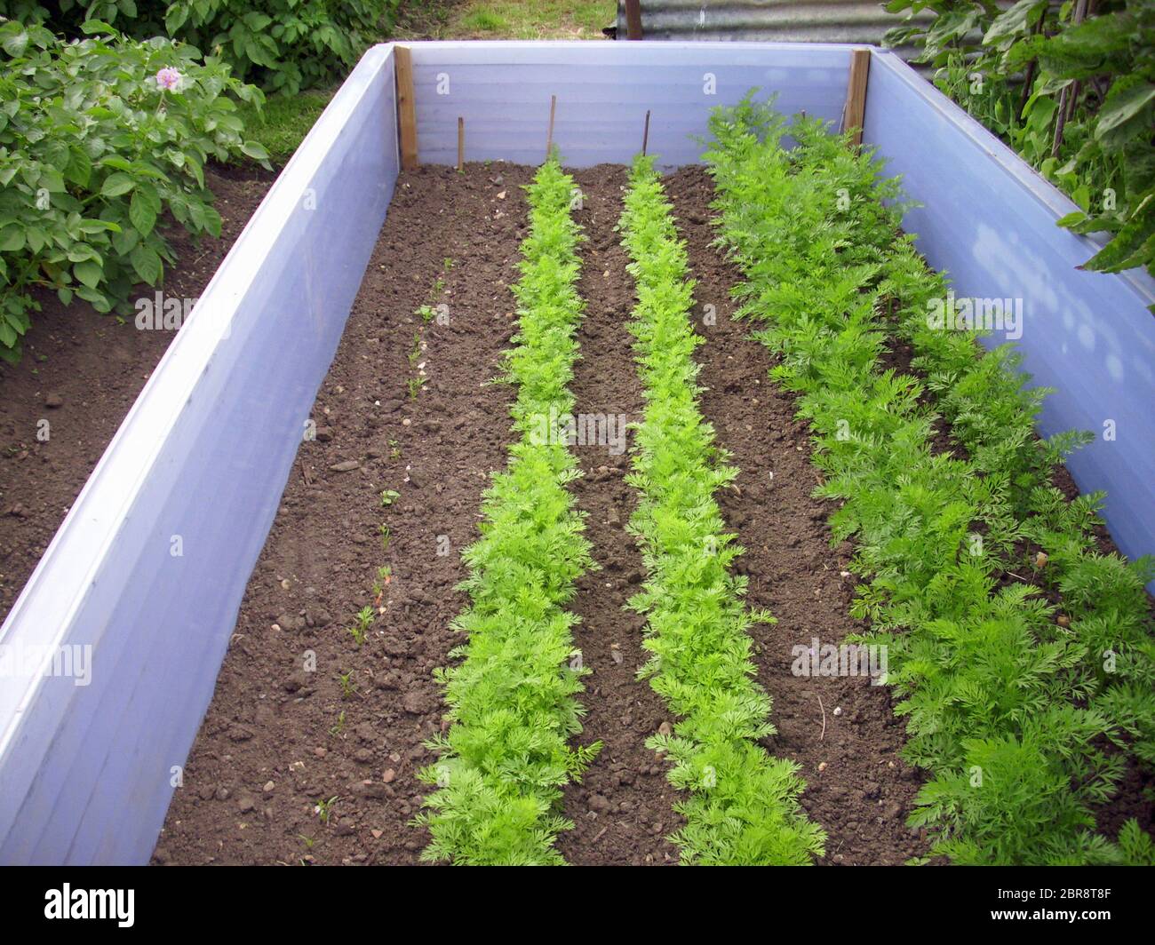 Successional sowing of carrots (Daucus carota) on an allotment in five ...