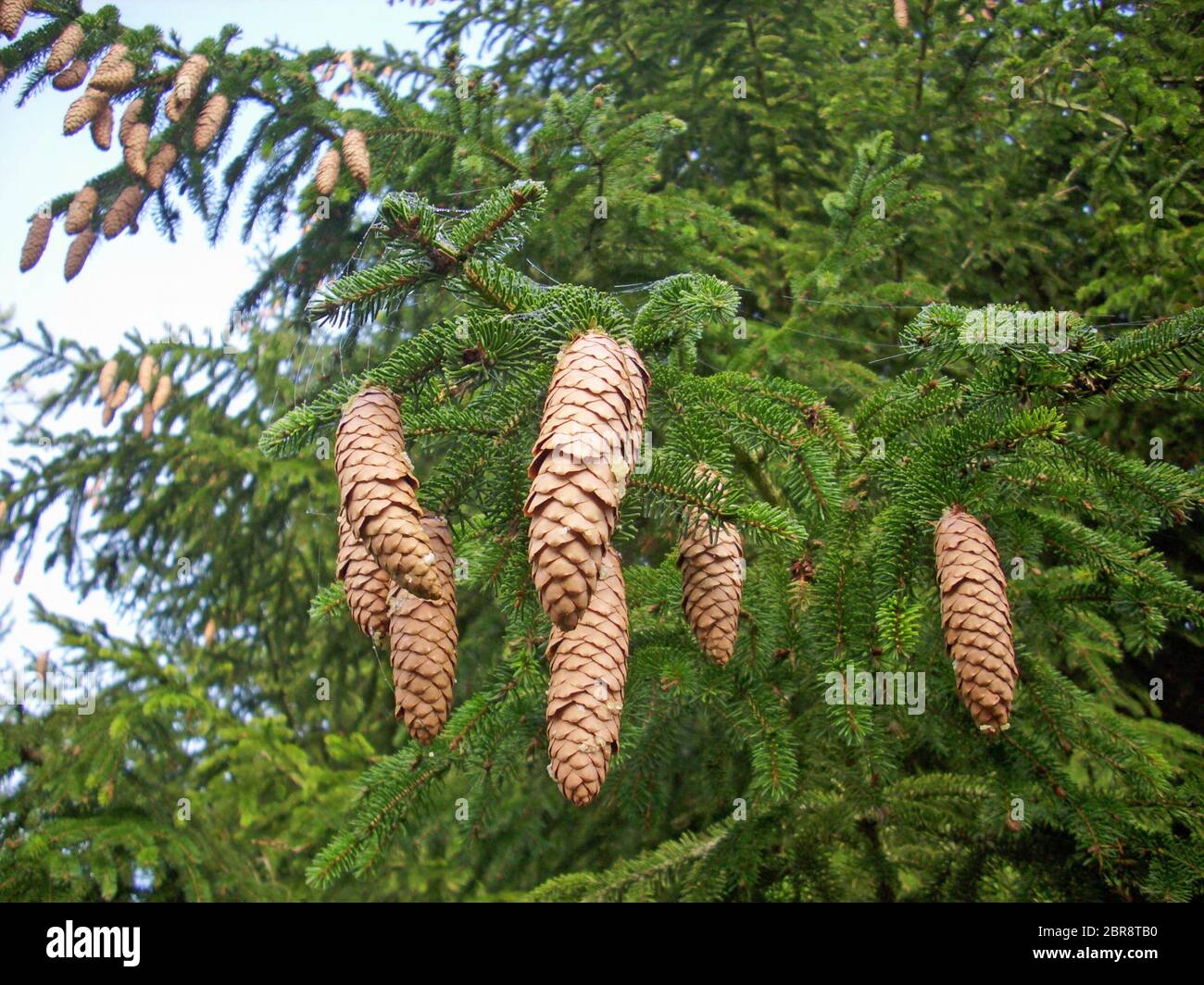 Conifer tree cones hanging down from the branches Stock Photo - Alamy
