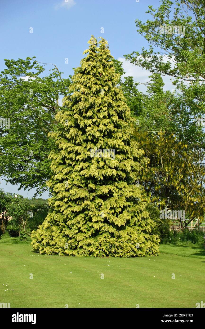 Tall pale green conifer tree in garden standing alone in striped lawns ...