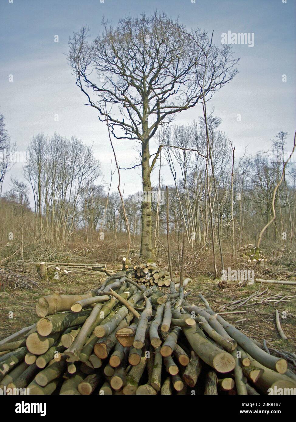 Standard tree hi-res stock photography and images - Alamy