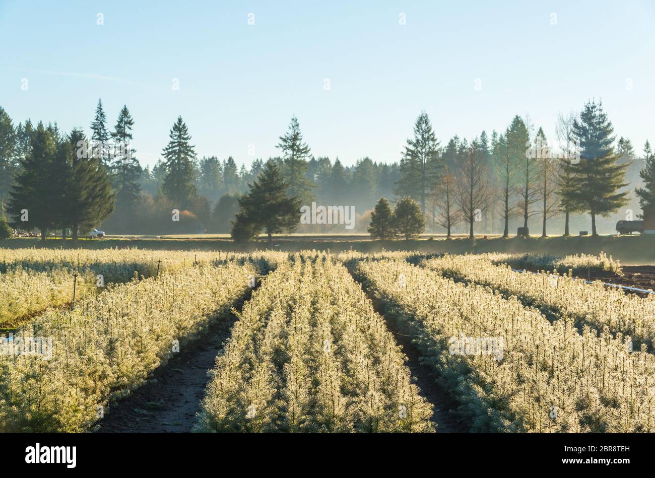 Young pine tree seedling in the garden in the morning light Stock Photo ...