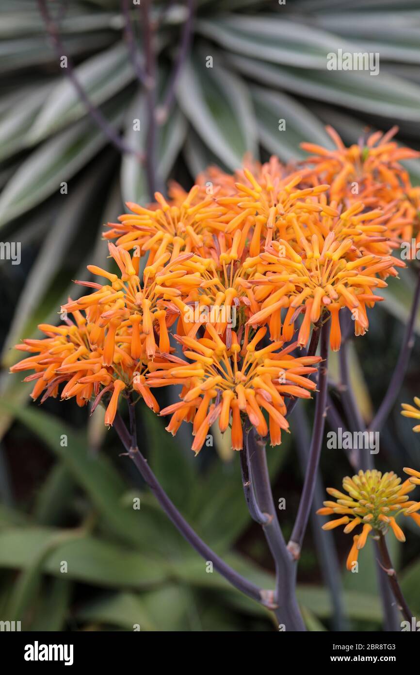 Aloe plant in bloom. Spectacular tall bright orange tubular flower ...