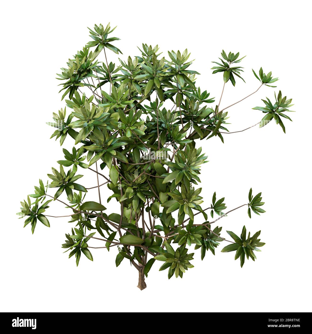 3D rendering of a rhododendron plant isolated on white background Stock ...