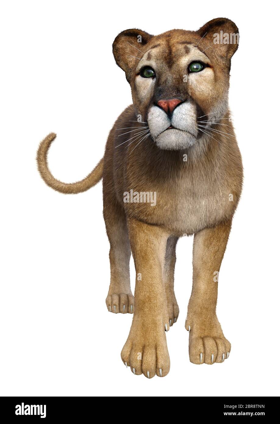 3D rendering of a big cat puma isolated on white background Stock Photo ...