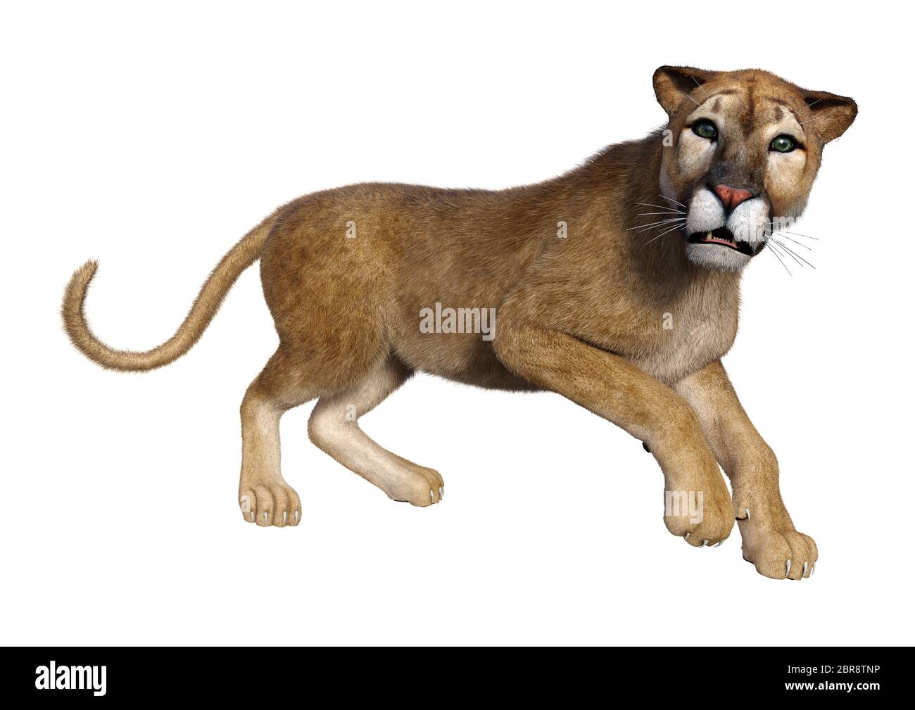 3D rendering of a big cat puma isolated on white background Stock Photo ...