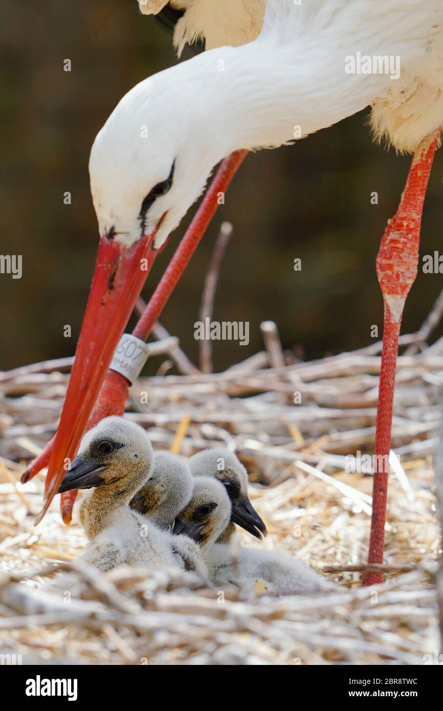 Bornheim, Germany. 29th Apr, 2020. A white stork takes care of his ...