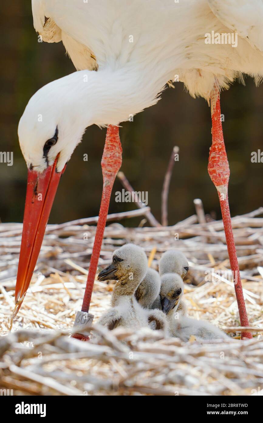 Bornheim, Germany. 29th Apr, 2020. A white stork takes care of his ...
