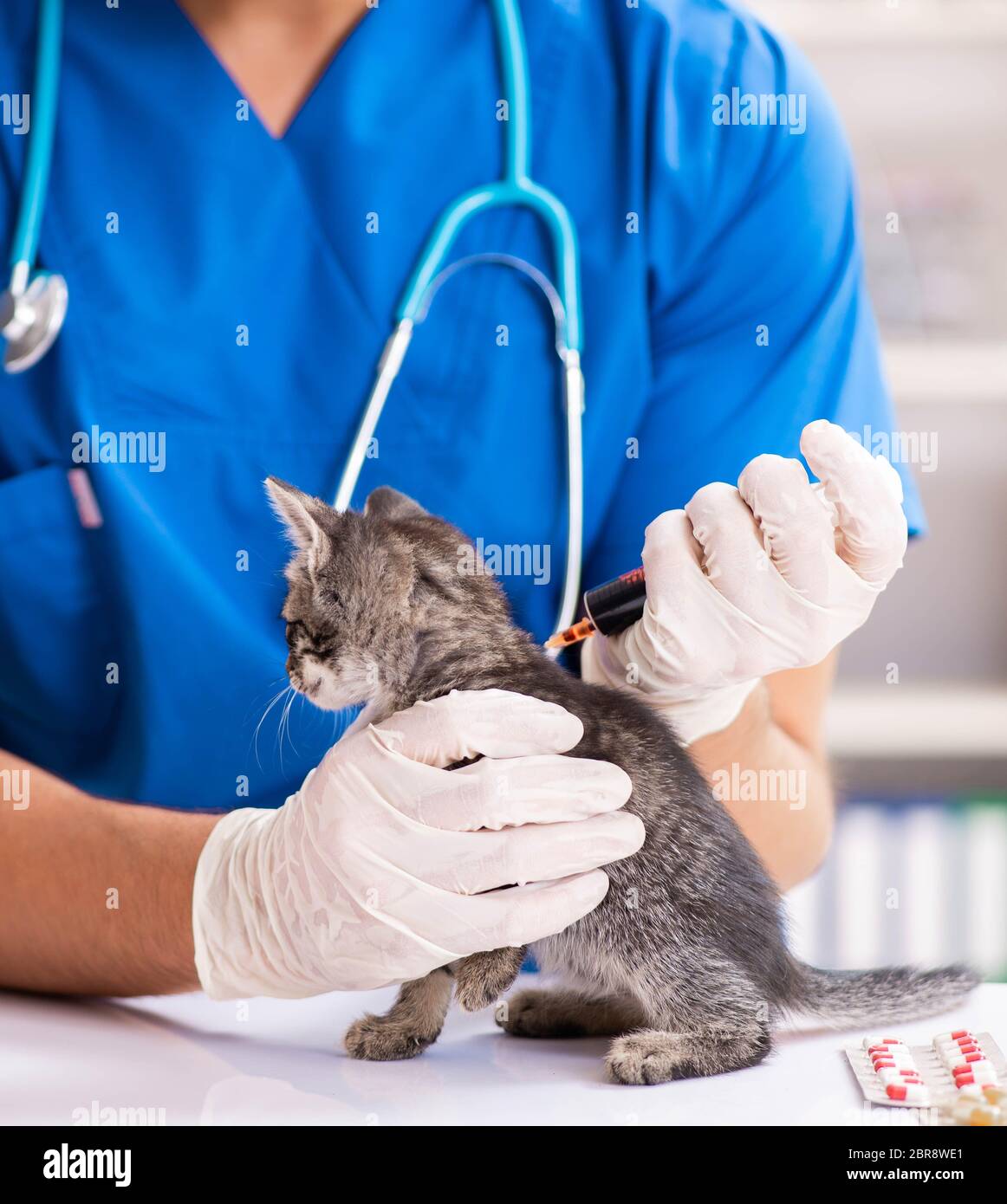The vet doctor examining kittens in animal hospital Stock Photo - Alamy