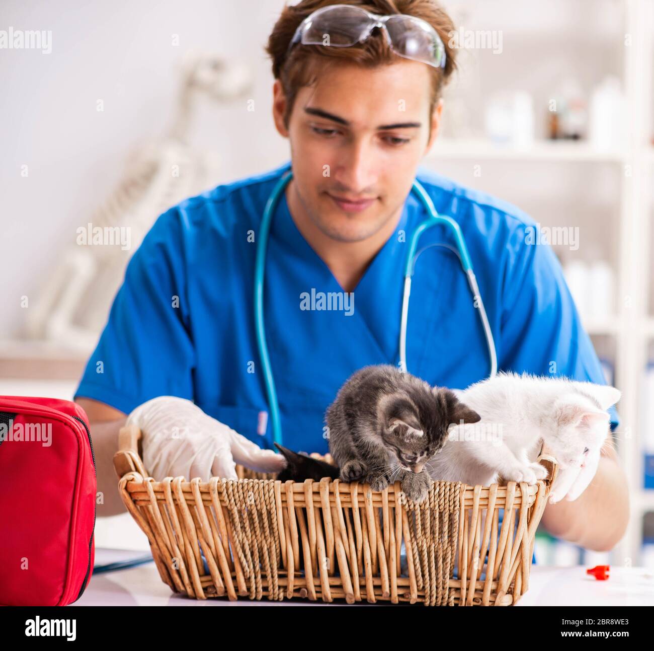 The vet doctor examining kittens in animal hospital Stock Photo - Alamy