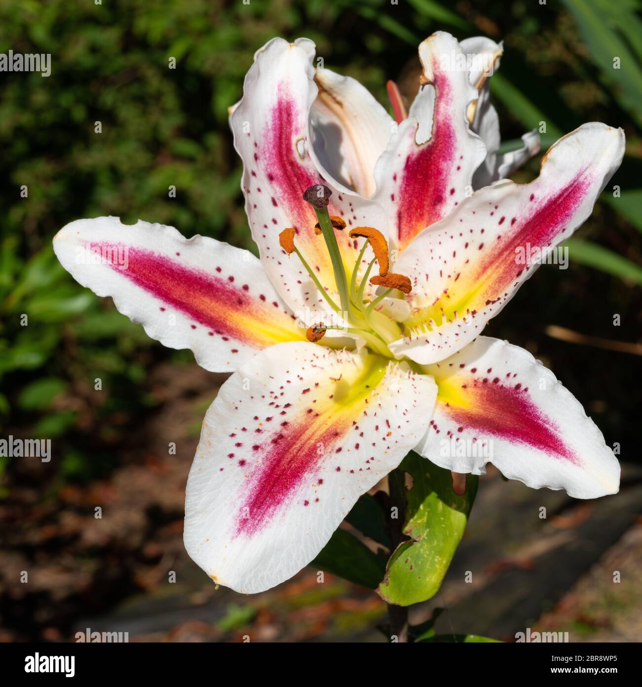 Asian Lily (Lilium asiatic), close up of the flower head Stock Photo ...