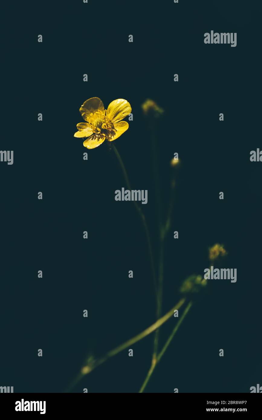 Flower of yellow buttercup on forest glade Stock Photo - Alamy