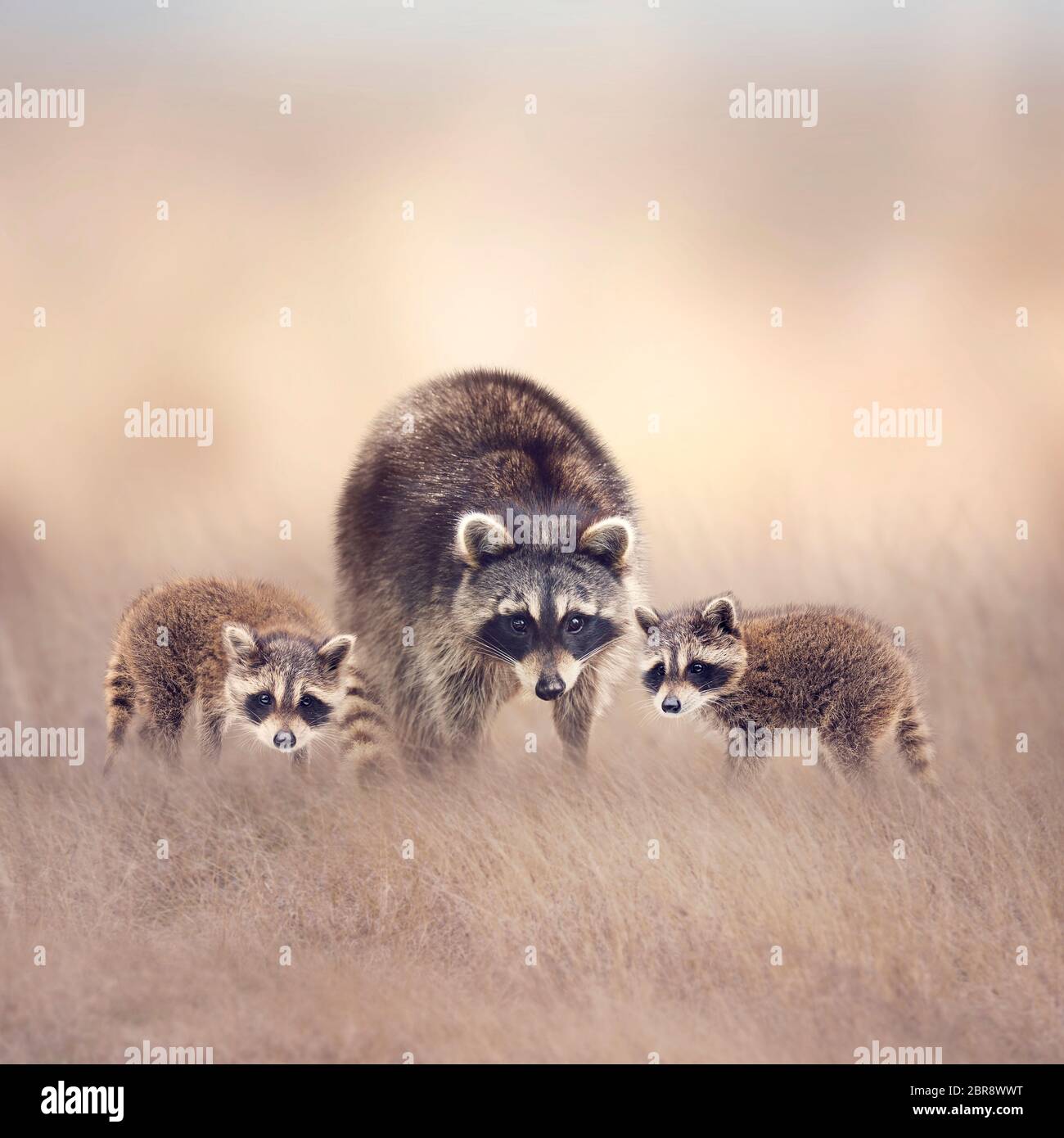 Raccoon mother hi-res stock photography and images - Alamy