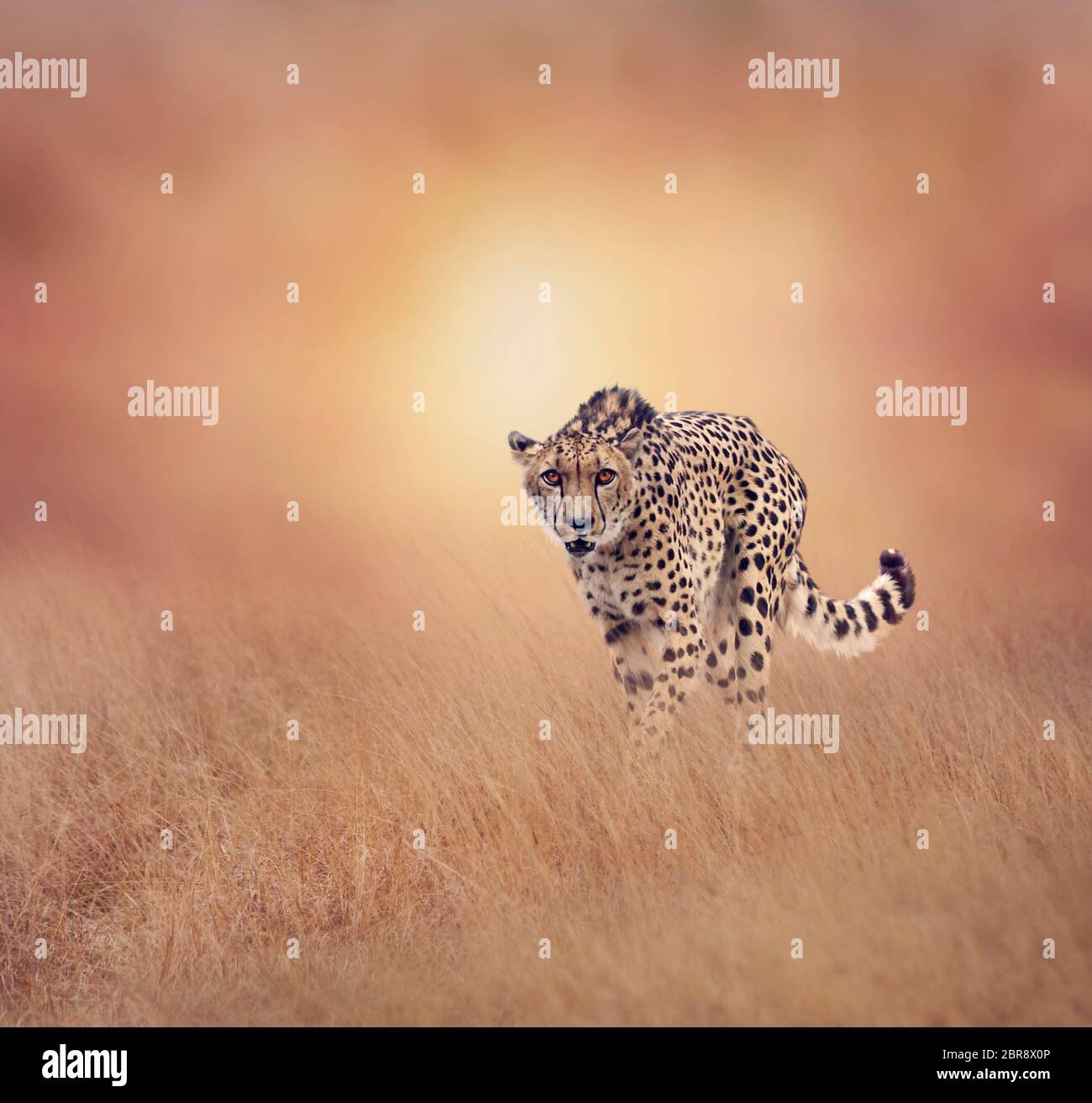 African cheetah portrait sunset hi-res stock photography and images - Alamy