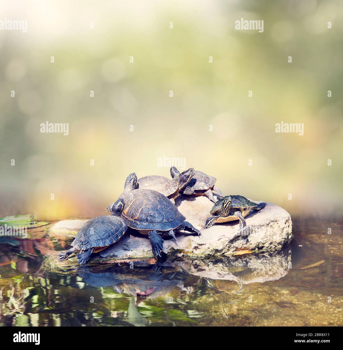 Sunning on the rocks hi-res stock photography and images - Alamy
