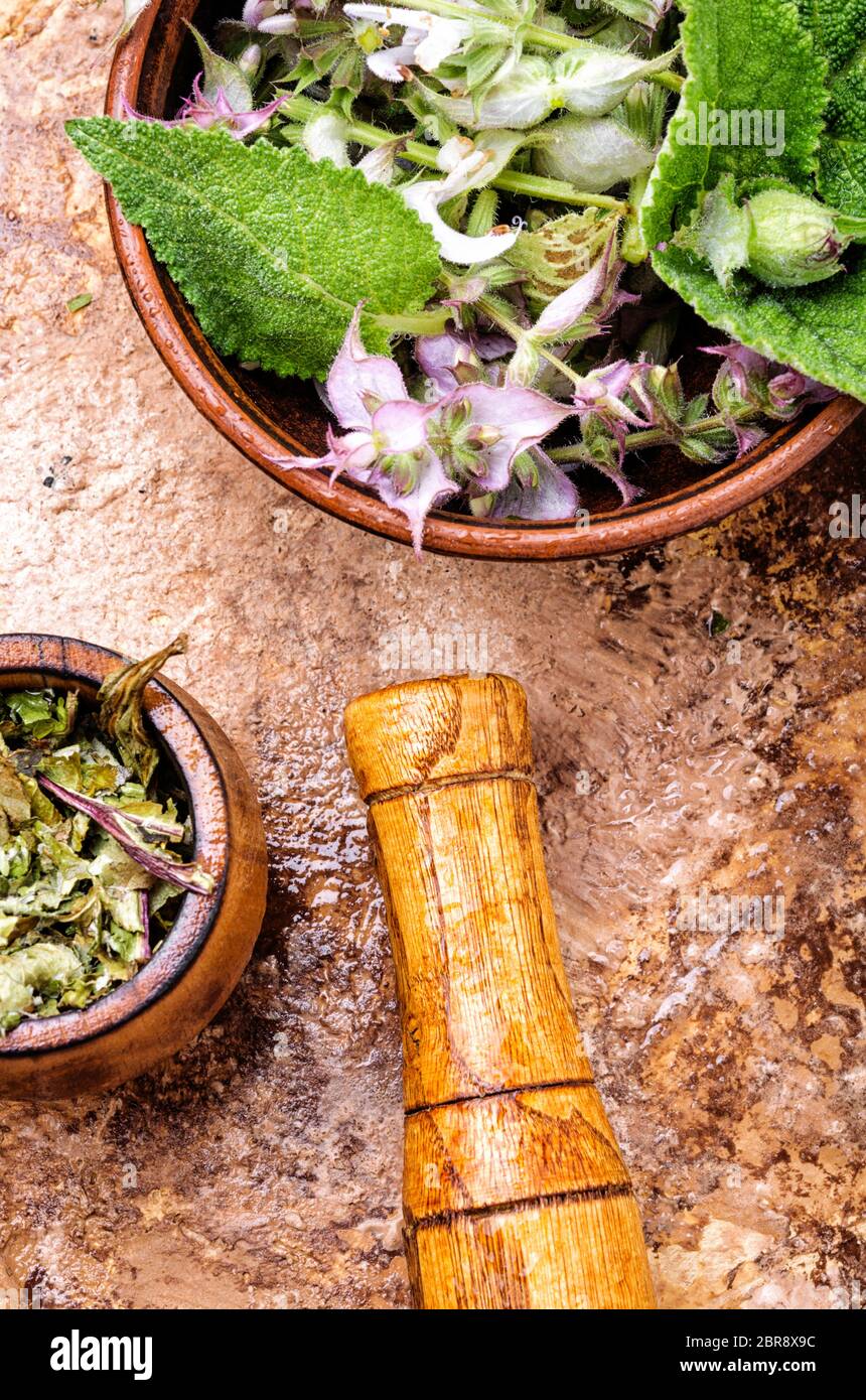 Medicinal herb Salvia officinalis.Fresh sage herb.Clary sage Stock ...