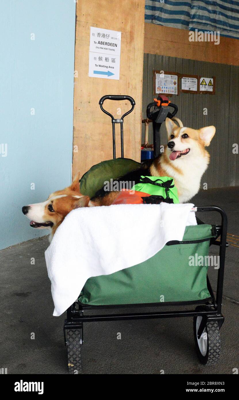 Dogs on a trolly Stock Photo - Alamy