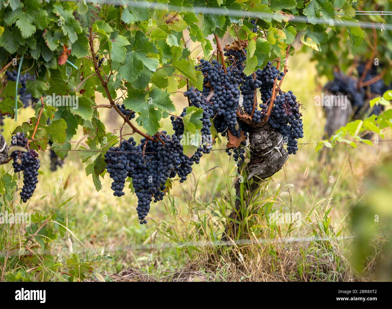 Red wine grapes ready to harvest and wine production. Saint Emilion ...