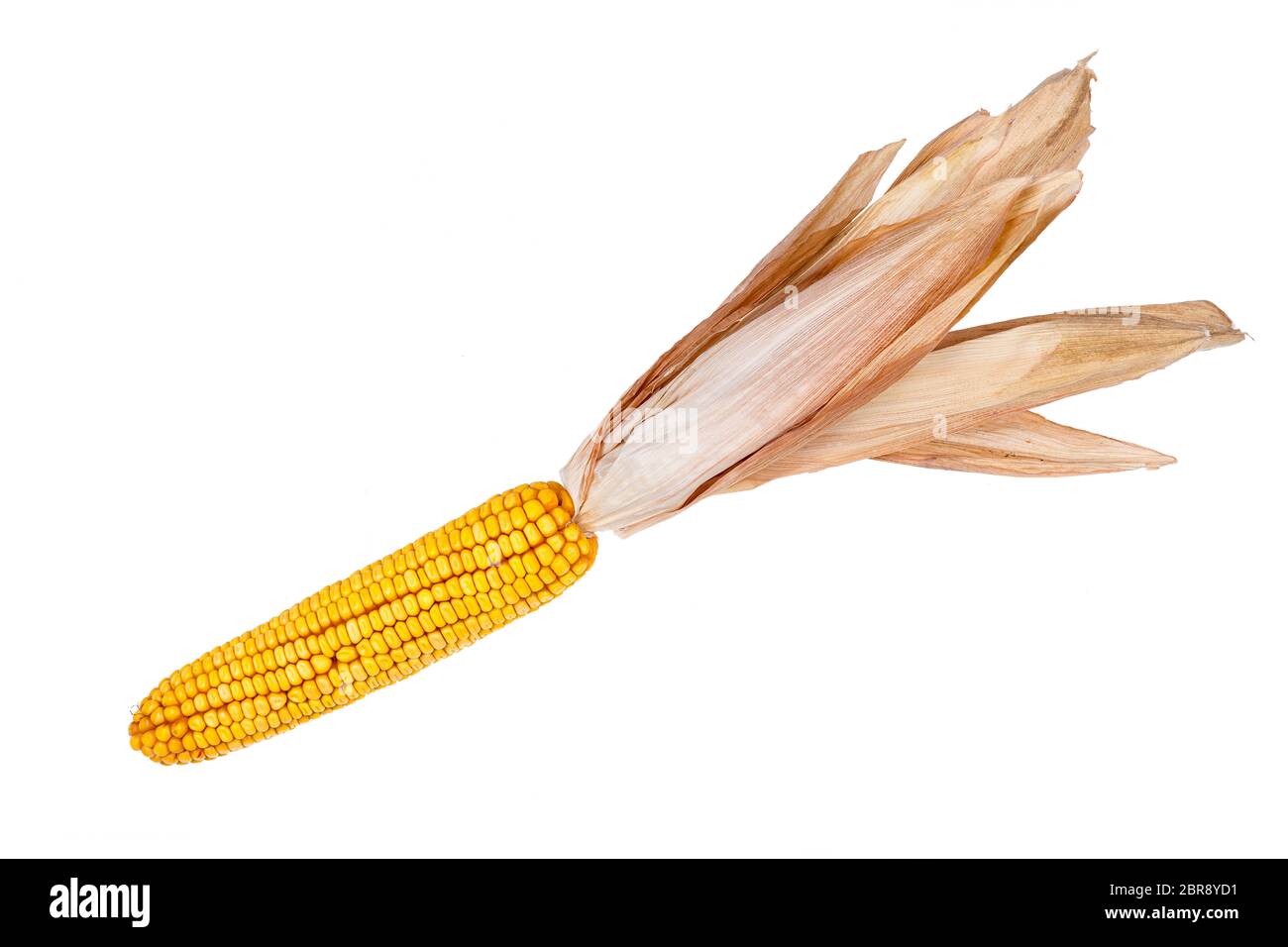 A single ripe corncob isolated on white background Stock Photo - Alamy