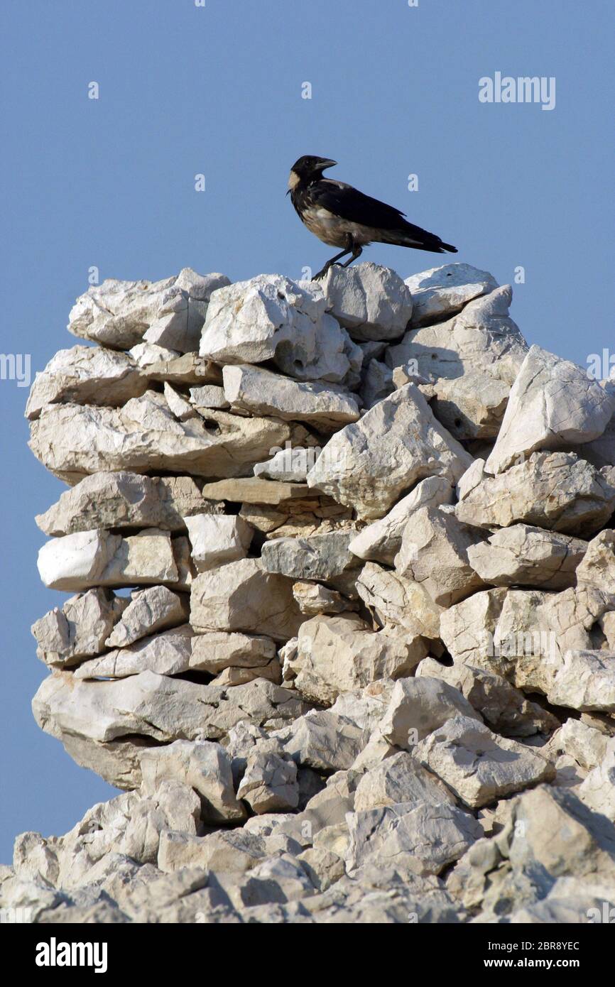 Black bird watching area around them Stock Photo - Alamy