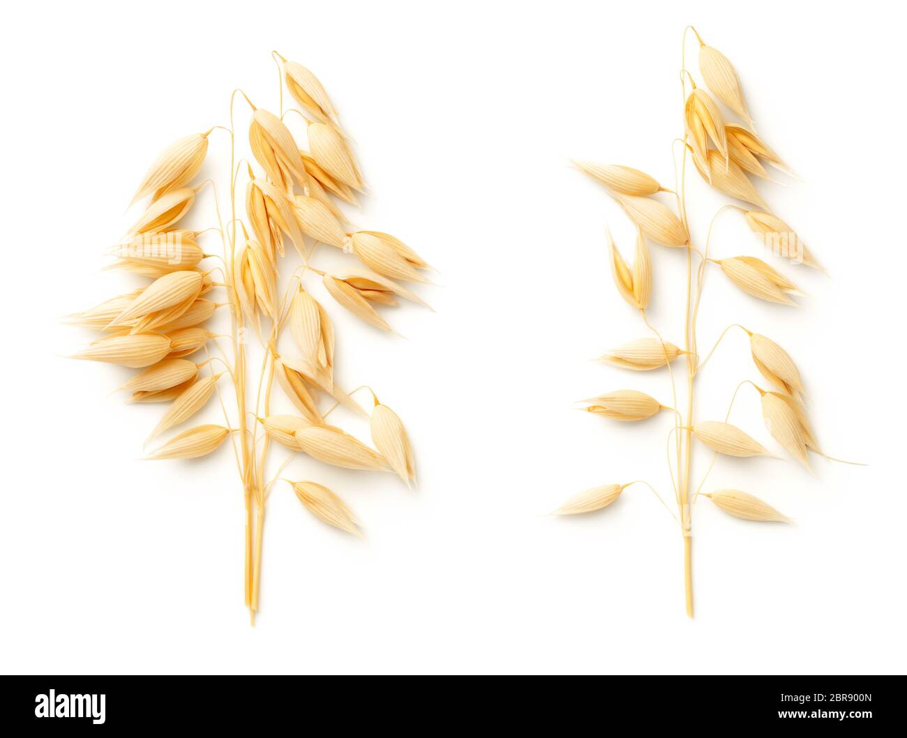 Oat plants isolated on white background. Top view, flat lay Stock Photo ...
