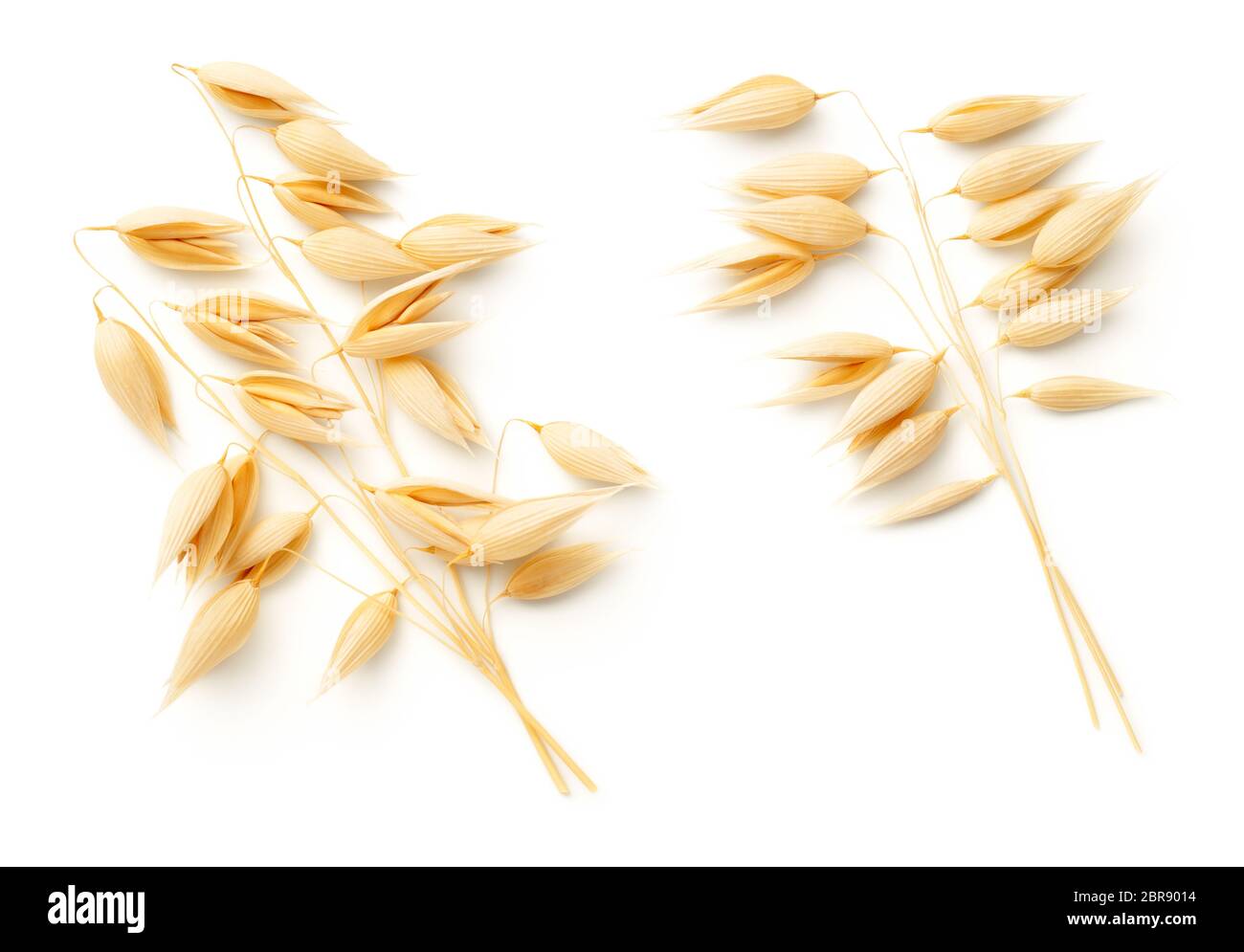 Oat plants isolated on white background. Top view, flat lay Stock Photo ...