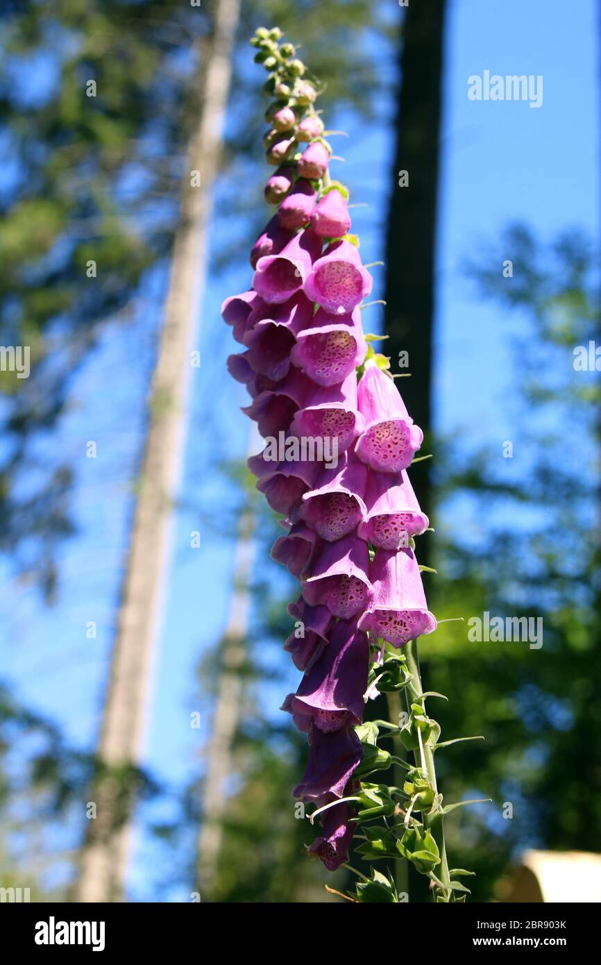 Fingerhut wald hi-res stock photography and images - Alamy