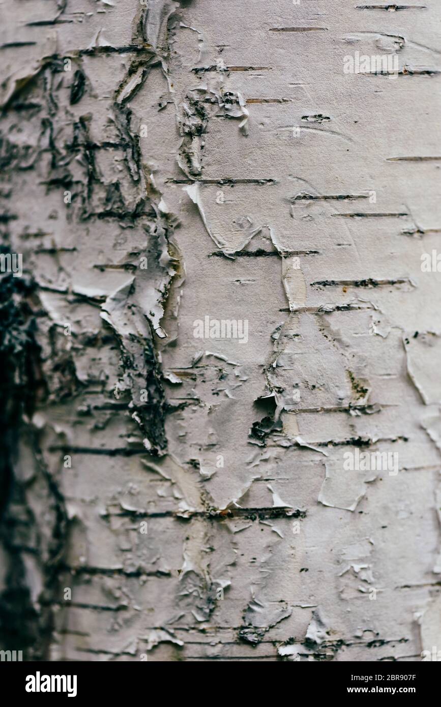 Detail of Paper Birch tree bark. Background Stock Photo - Alamy