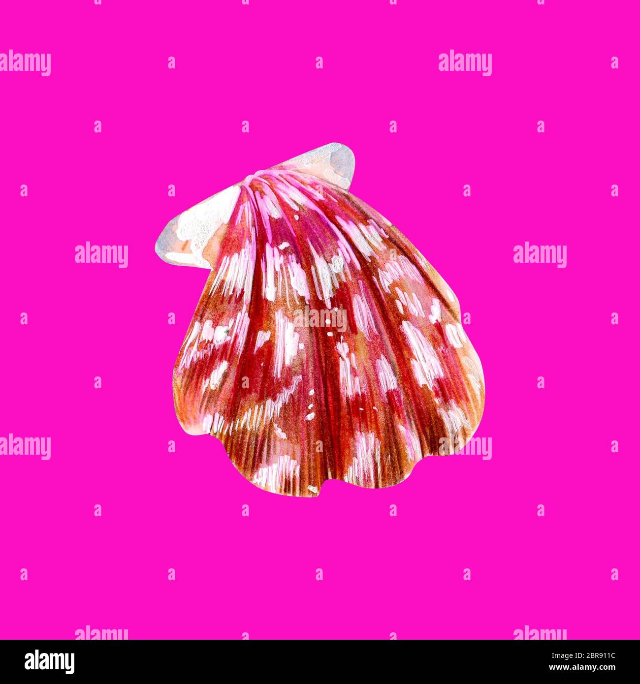Pink mother of pearl shell scallop. Sea bivalve Pectinidae. Nature of ...