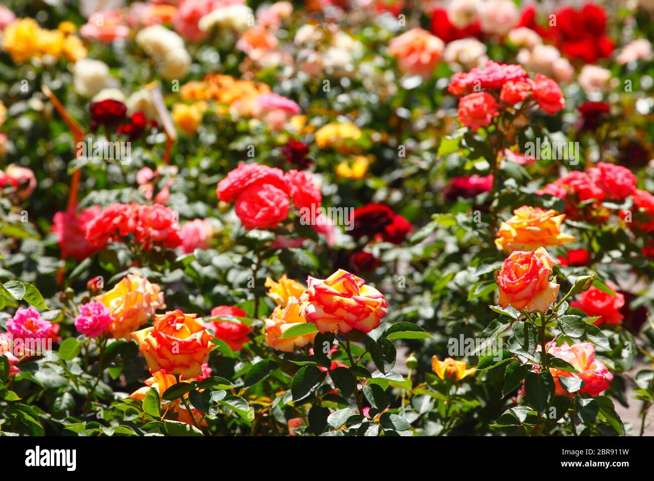Colorful roses on a flower market, Germany Stock Photo - Alamy