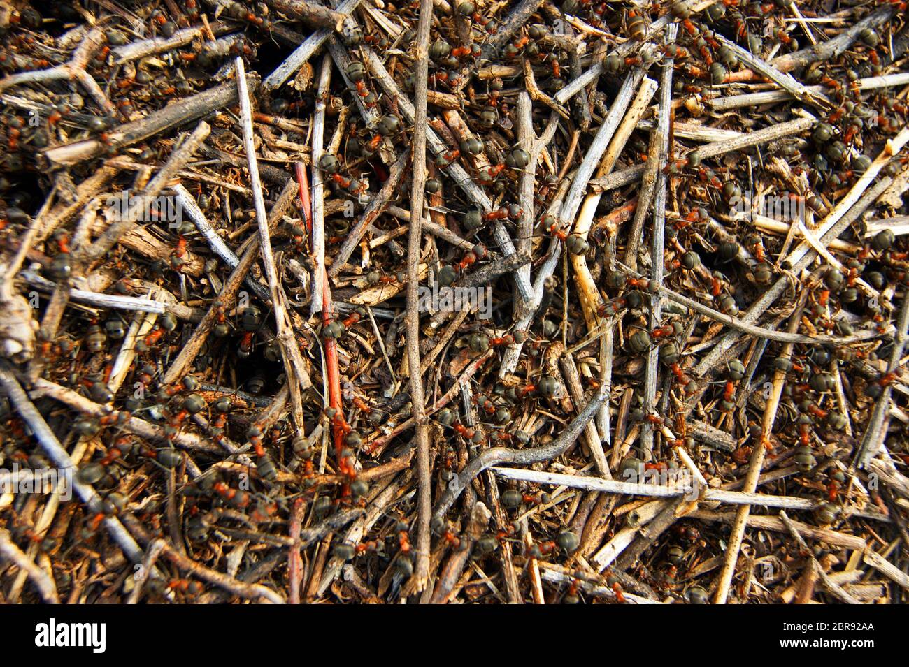 Photography of the background of the anthill and much insects ant Stock ...