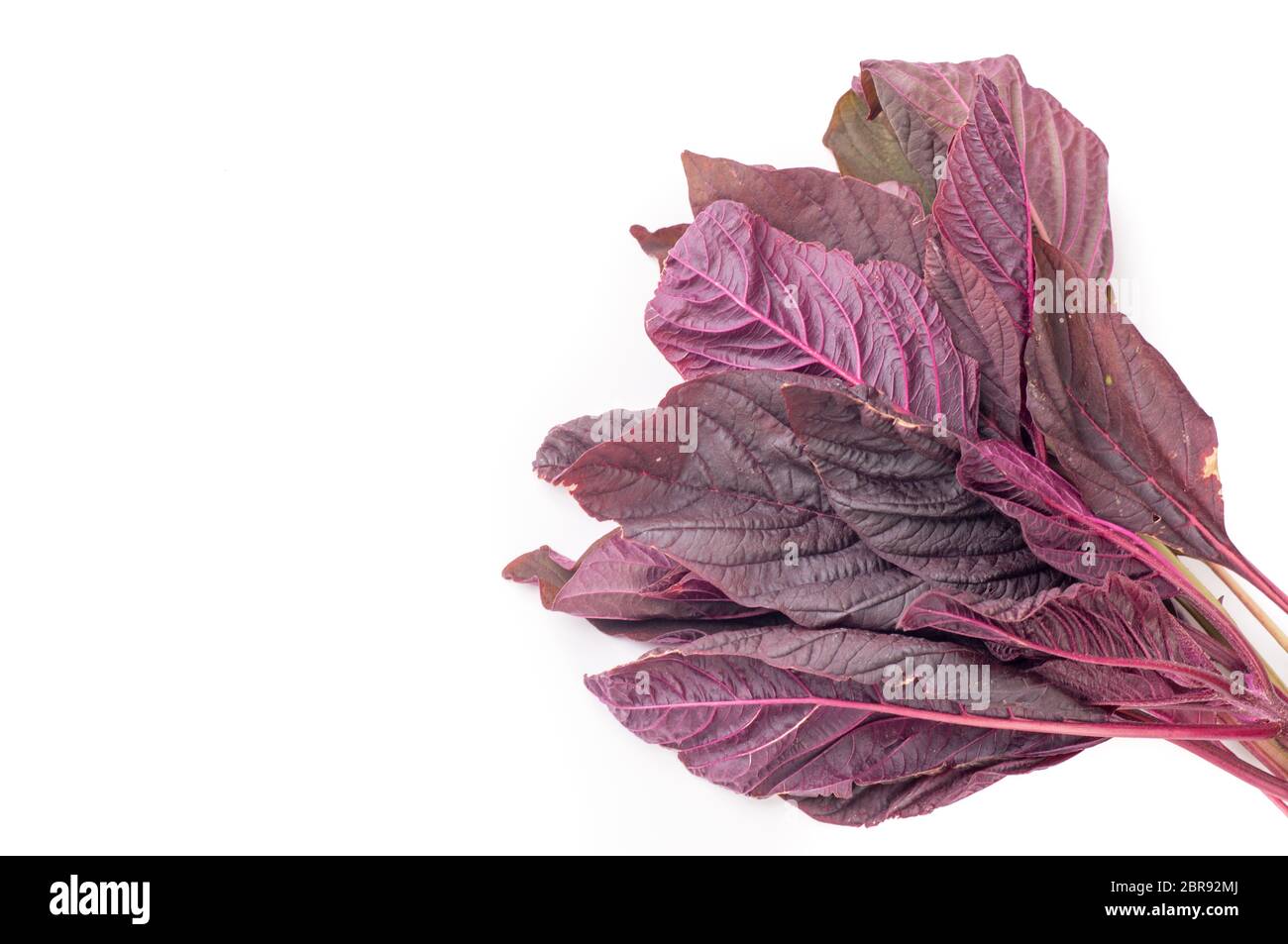 Organic Red amaranth salad leaves, isolated on white background Stock ...