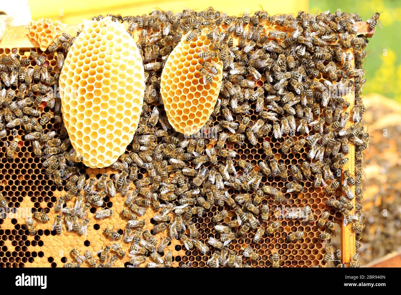 many honey bees living in a bee hive Stock Photo - Alamy